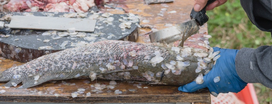 Best Fish Scaler Review (Which Ones Make Less Mess) - Cockles n' mussels